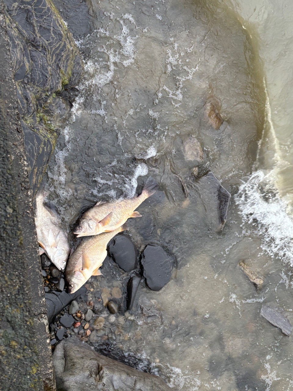 Temperature change blamed in fish deaths | News, Sports, Jobs ...